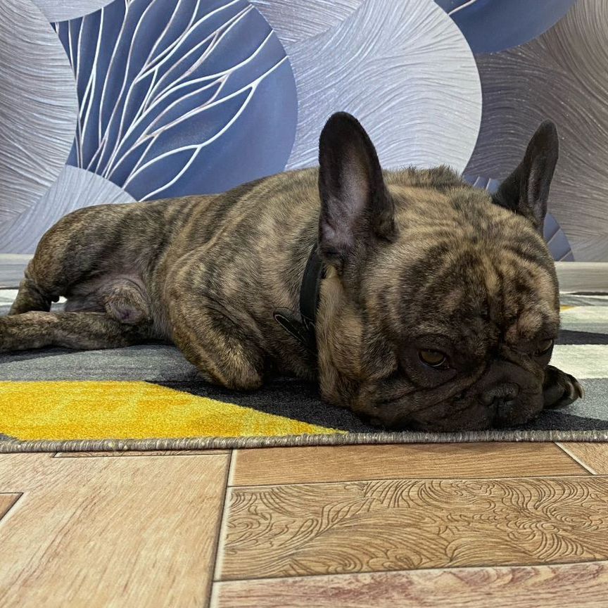 Французский бульдог, взрослый пёс