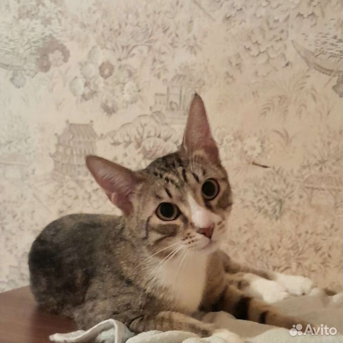 Молодой ласковый полосатый котик