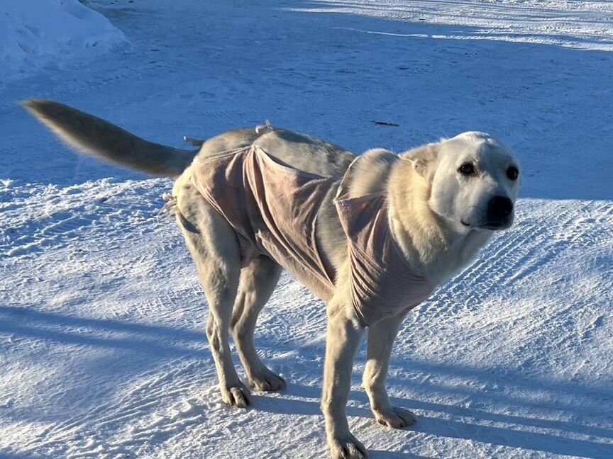 Собака в добрые руки