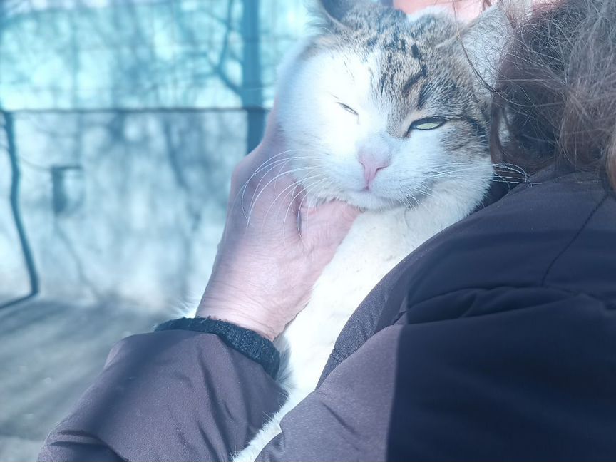 Котик спасение