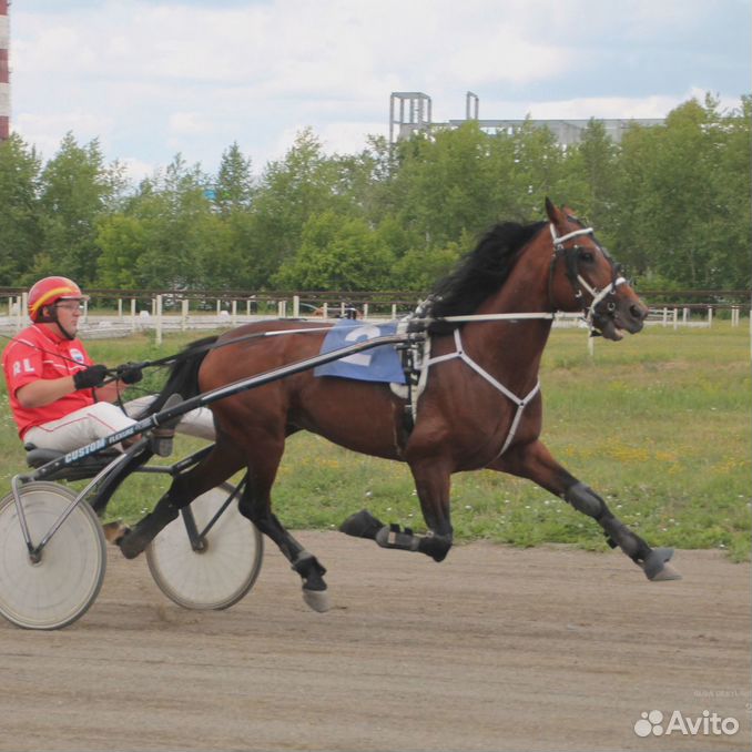 Продам лошадь