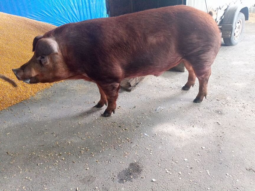 Семя хряка. Породы Дюрок Магнус