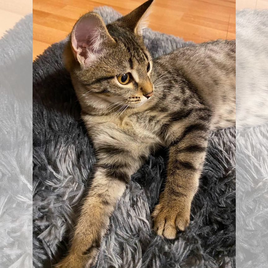 Котёнок в добрые руки