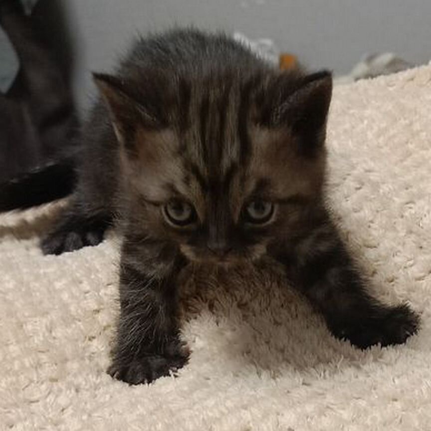 Шотландский вислоухий короткошёрстный котёнок