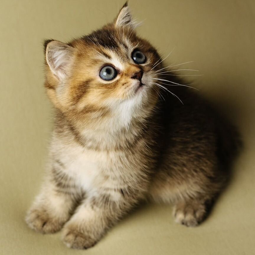 Котенок золотой шиншиллы