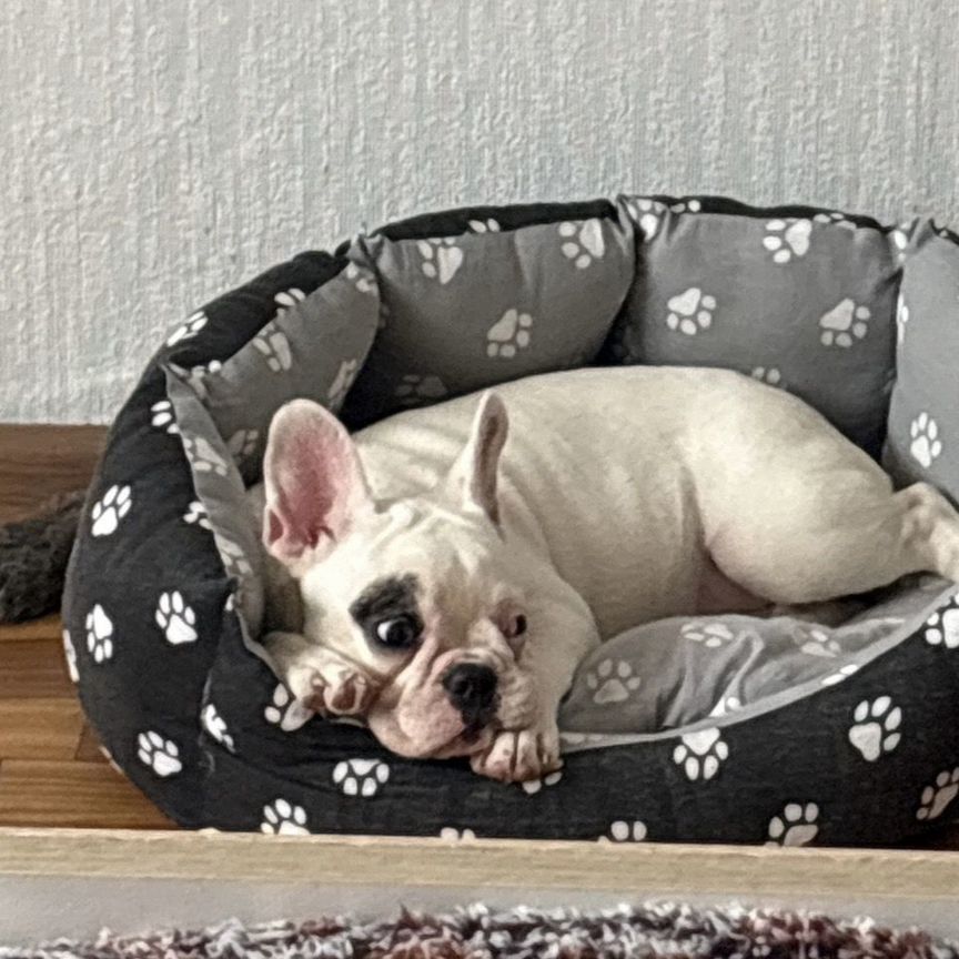 Французский бульдог, щенок