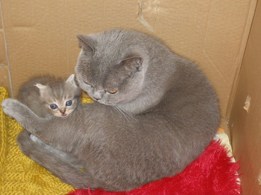 Прдам котенка британца
