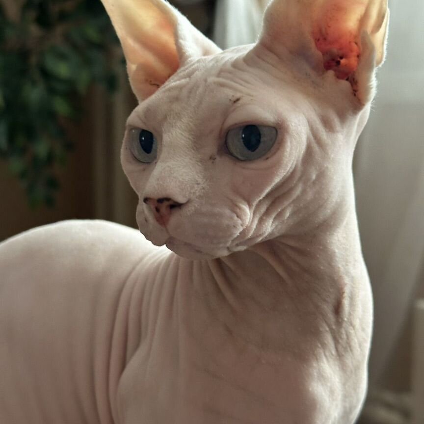 Кошка сфинкс