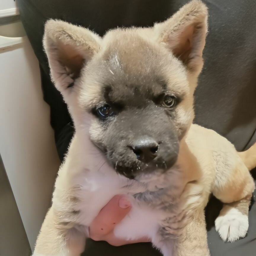 Американская акита, щенок