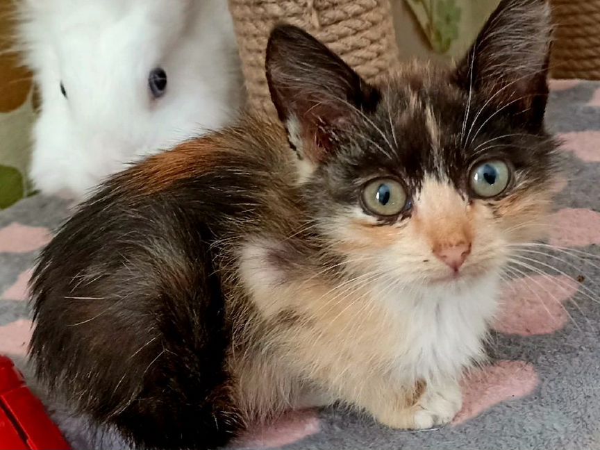 Котенок