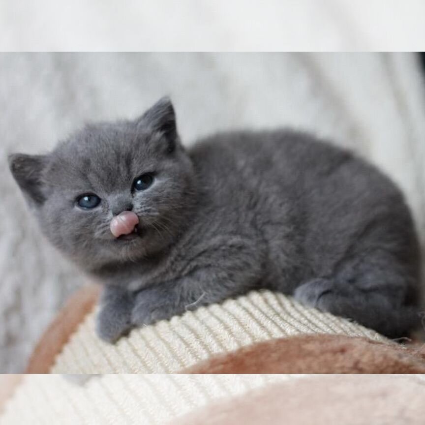 Шотландский прямоухий короткошёрстный котёнок