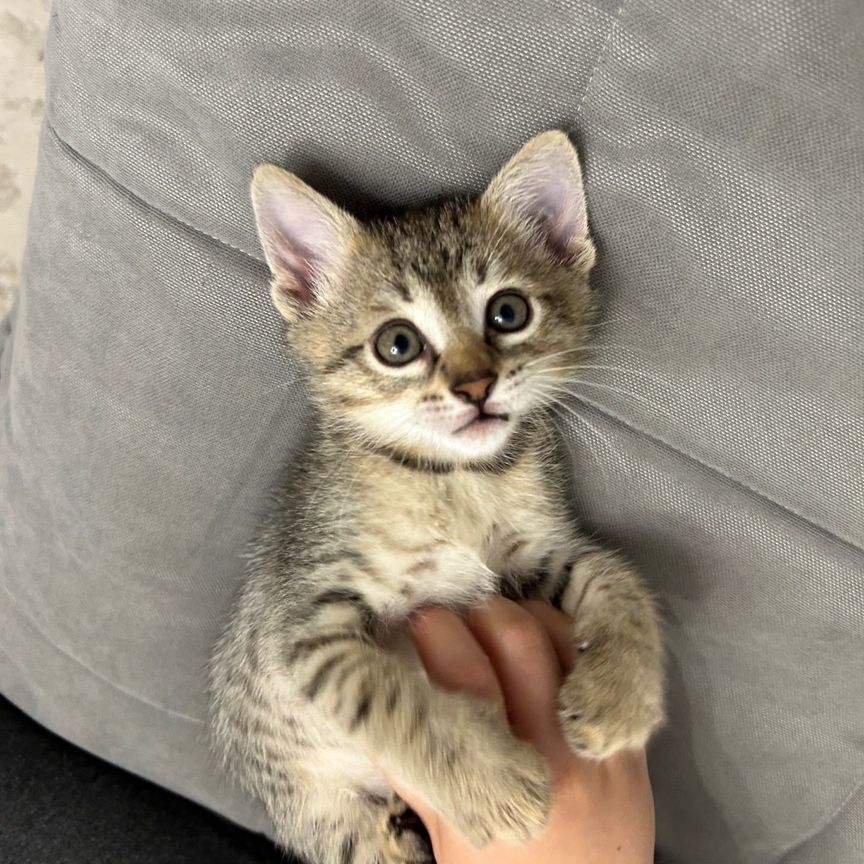 Котенок мальчик 2 месяца