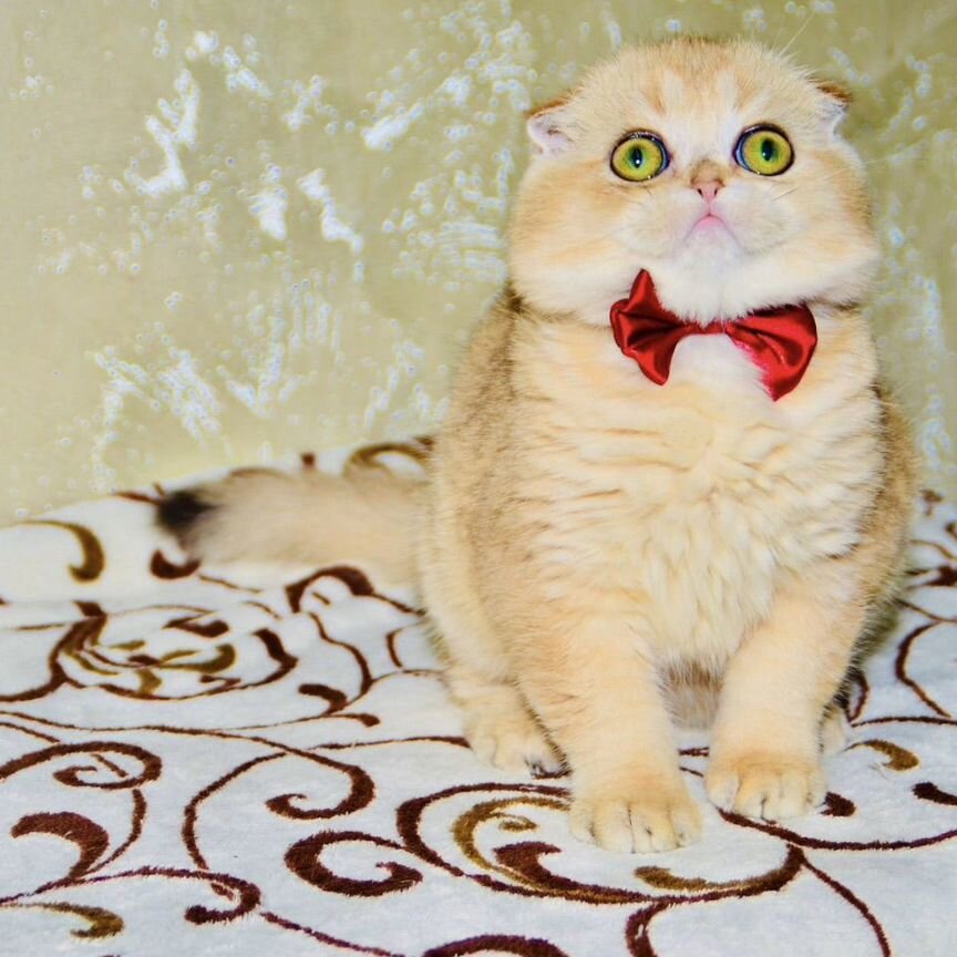 Шотландский вислоухий короткошёрстный котёнок