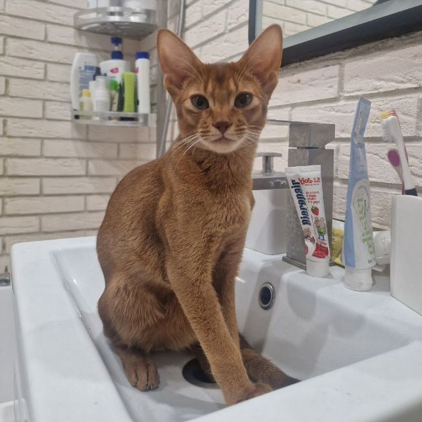Продам абиссинского кота