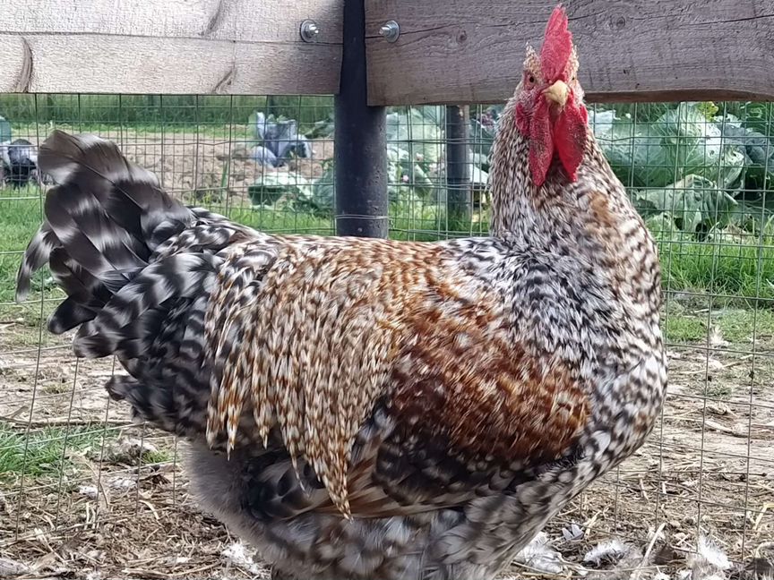 Петушки билефельдер