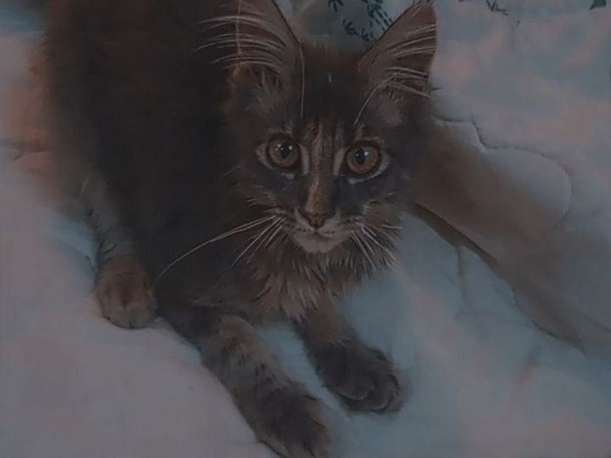 Котята мейн-кун