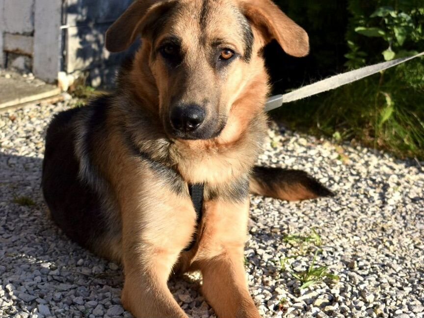 Щенок мальчик Тор 8 мес