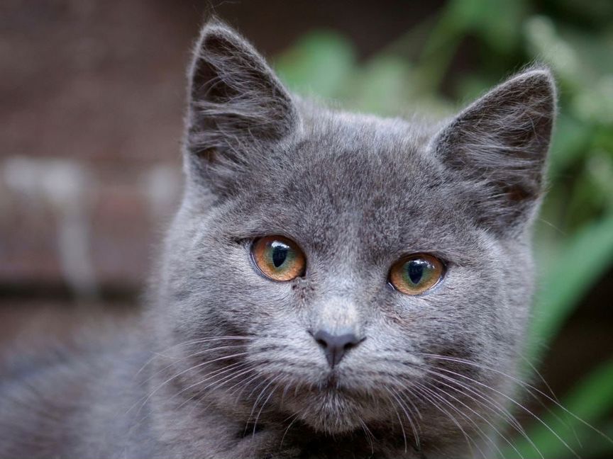 Русская голубая кошка