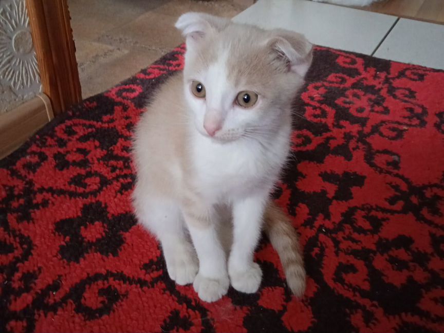 Домашние котята в дар