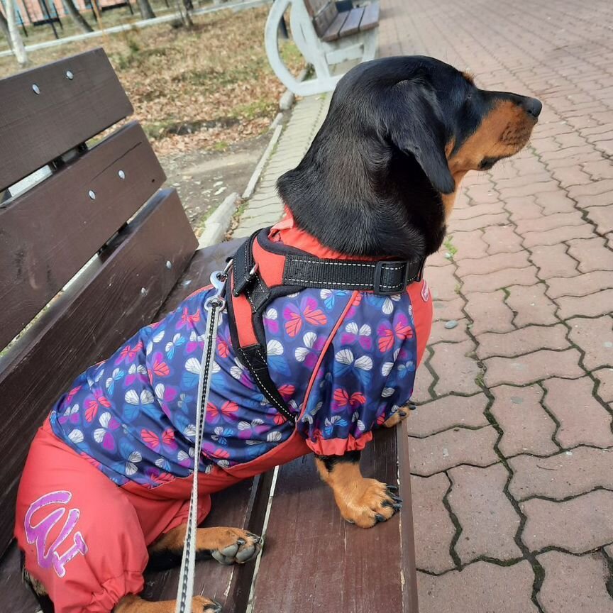Комбинезон для таксы девочка