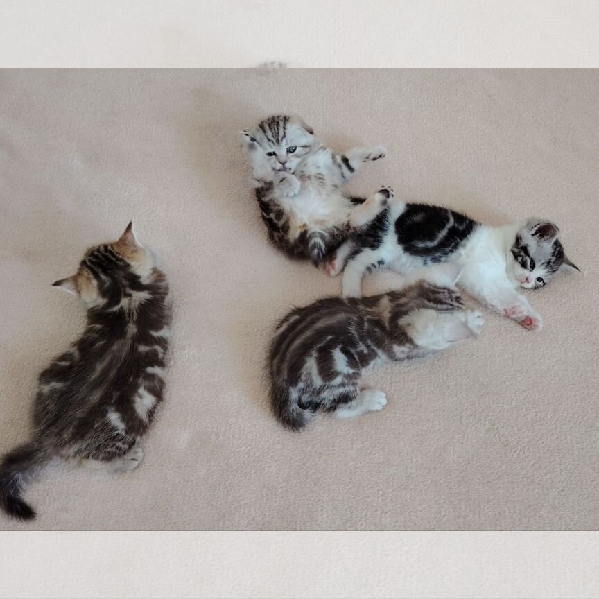 Шотландские мраморные котята