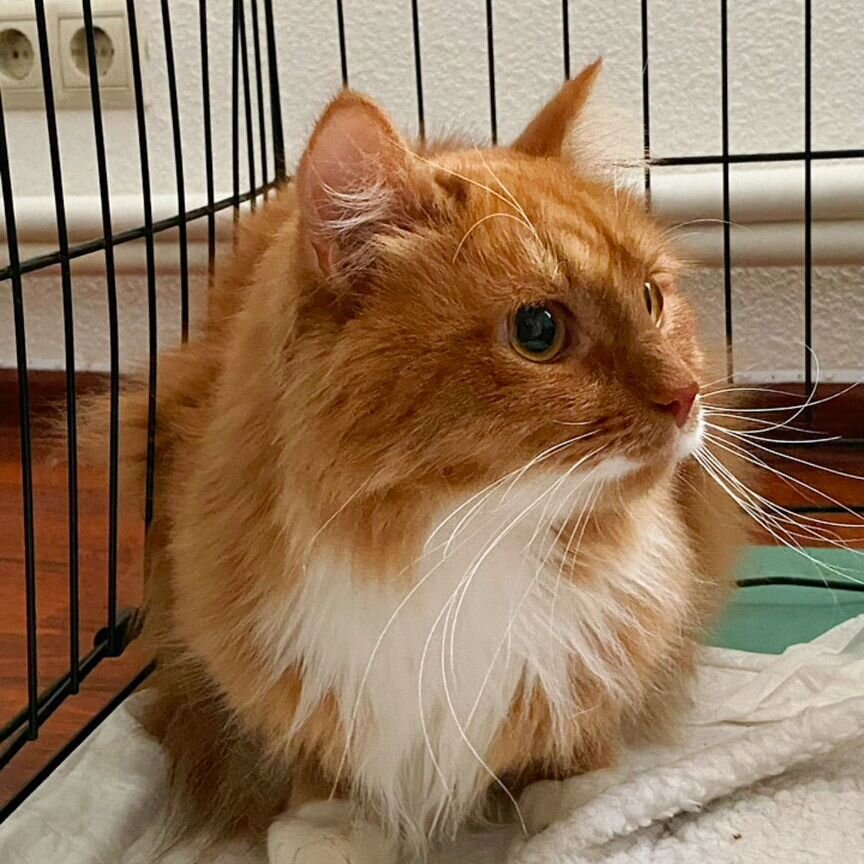 Коты в добрые руки