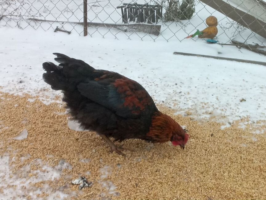 Продается молодой питушек