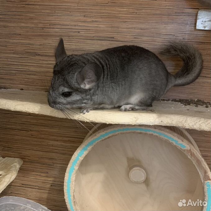 Шиншилла мальчик