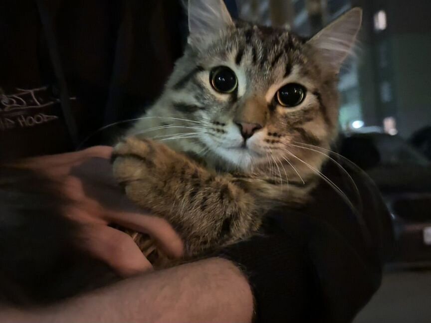 Кот в добрые руки