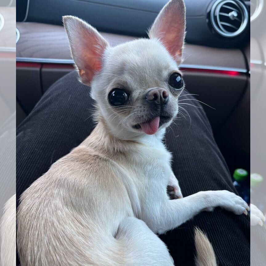 Чихуахуа, щенок