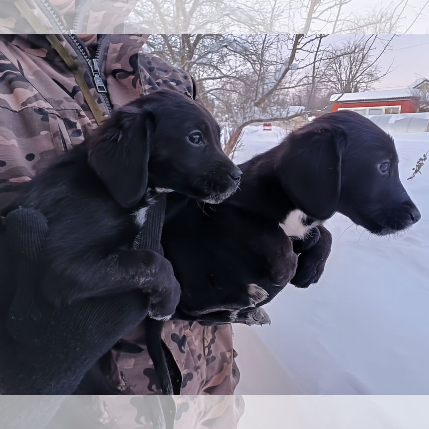 Щенок в добрые руки