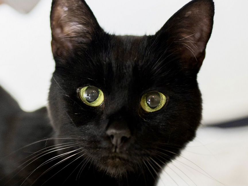 Молодой котик в дар