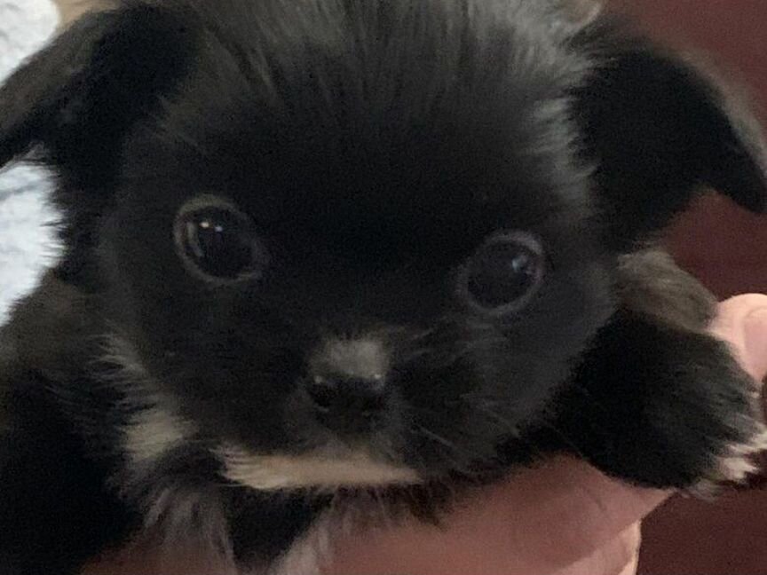 Щенки чихуахуа длинношерстные