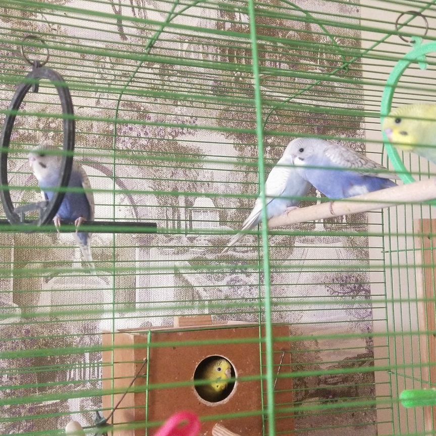 Птенцы волнистый попугай