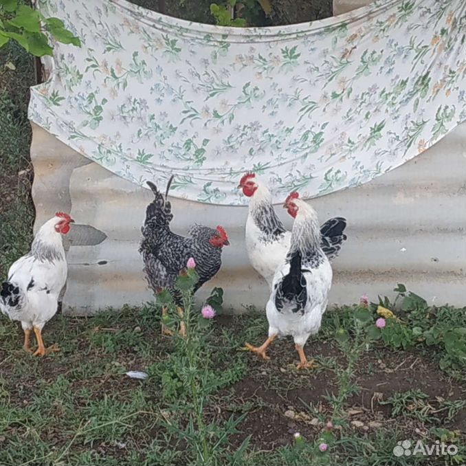 Молодые петухи