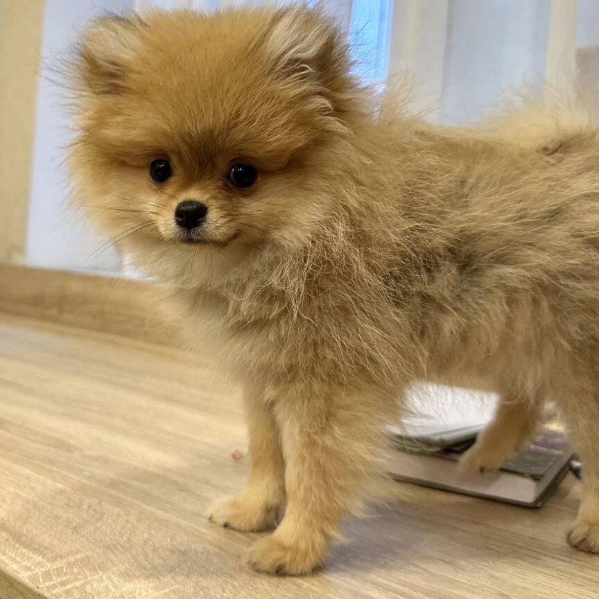 Померанский шпиц, щенок