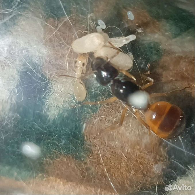 Camponotus Fedtschenkoi 1/1 + расплод