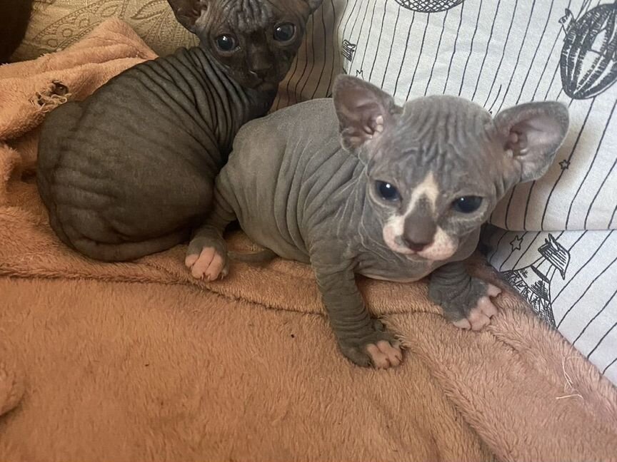 Канадский сфинкс котенок