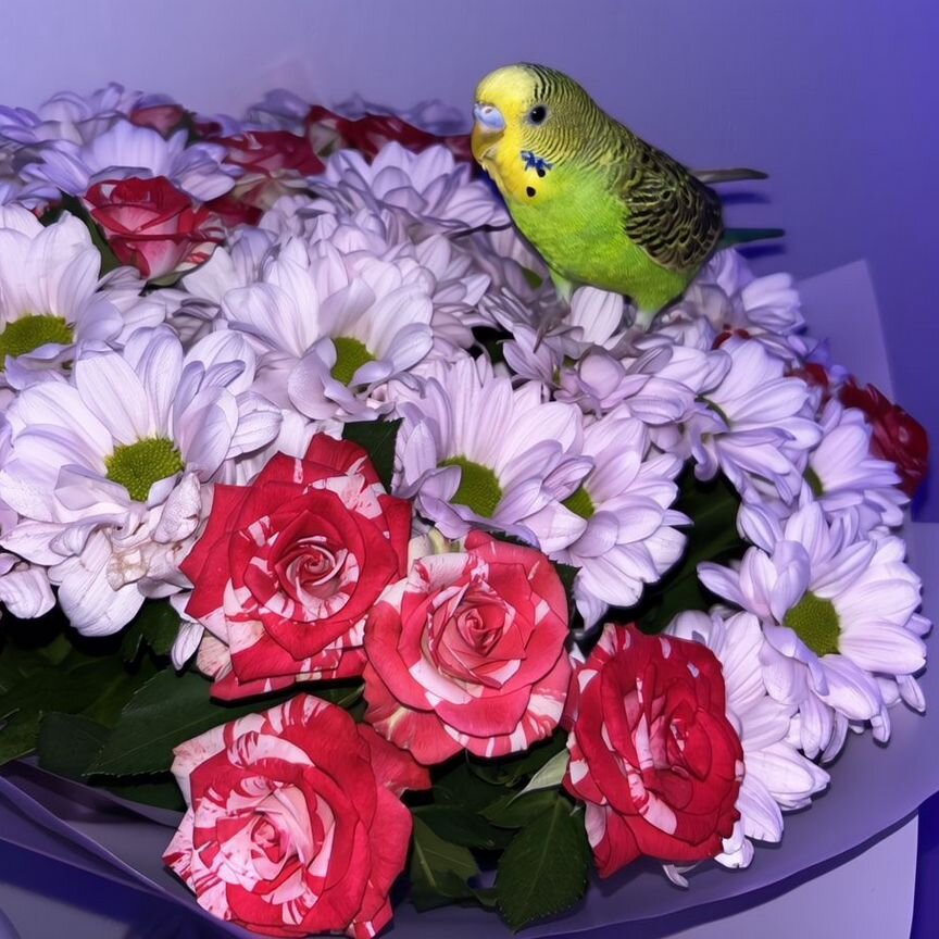 Волнистые попугаи