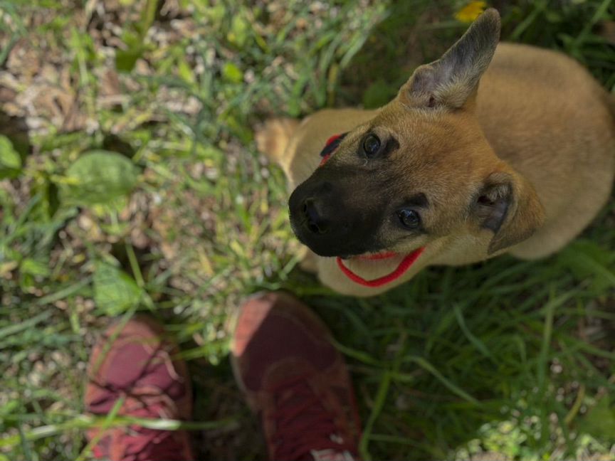 Щенок в добрые руки бесплатно