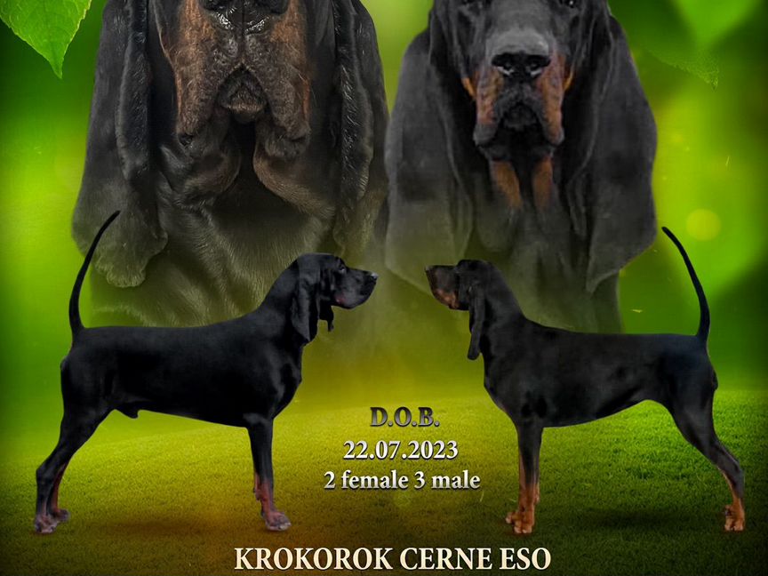 Черно подпалый кунхаунд