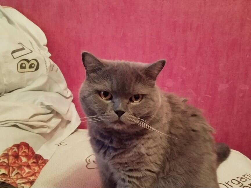 Британская кошка в хорошие руки