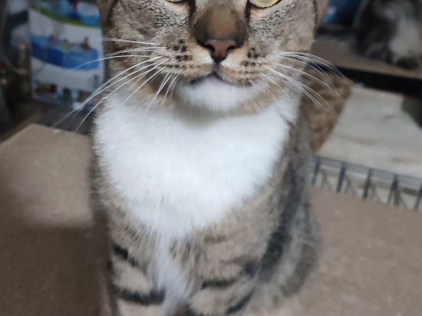 Кошка