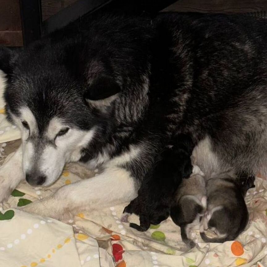 Аляскинский маламут, щенок