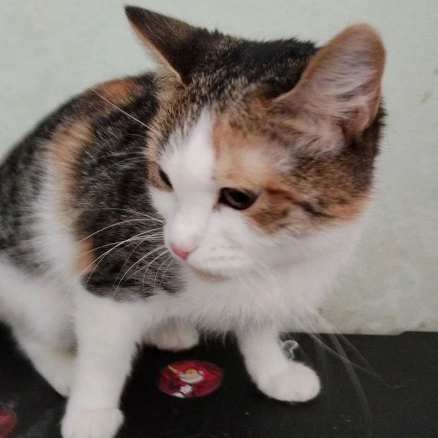 Взрослая, кошка в добрые руки