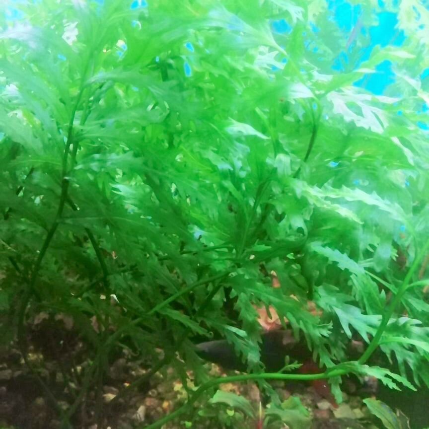 Аквариумные растения