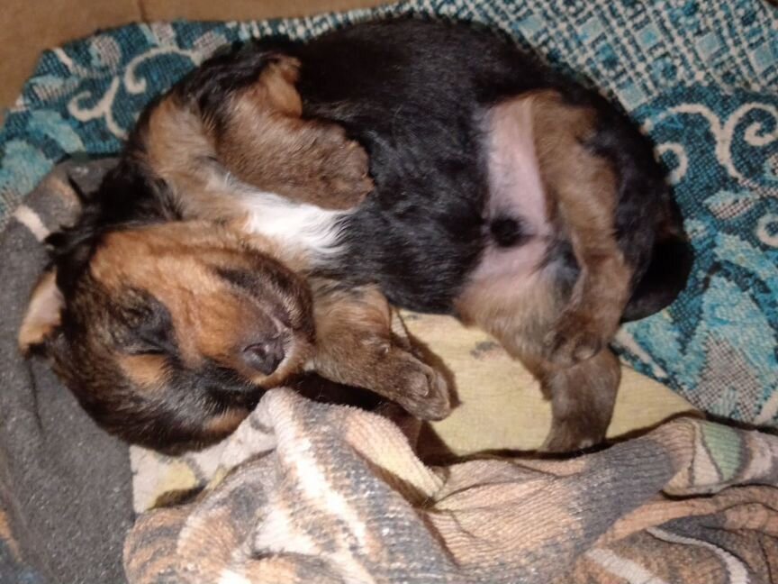 Йоркширский терьер щенки