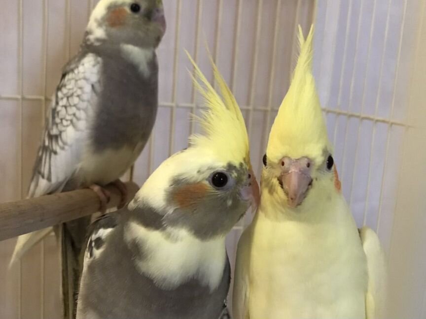 Птенцы розеллы и корелл