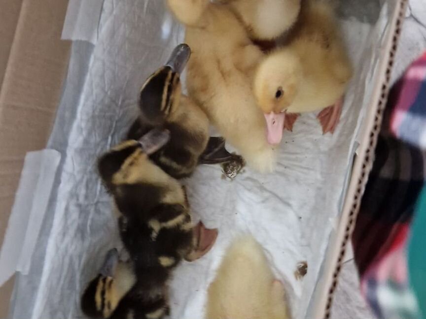 Утята 7 штук 10 дней