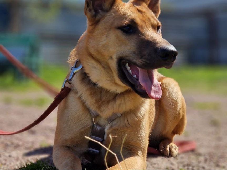 Чудесный Чук ищет дом